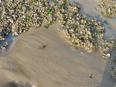 droogvallen in de Waddenzee